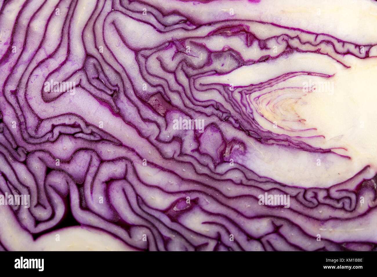Red Cabbage cross section on White Background Stock Photo - Alamy