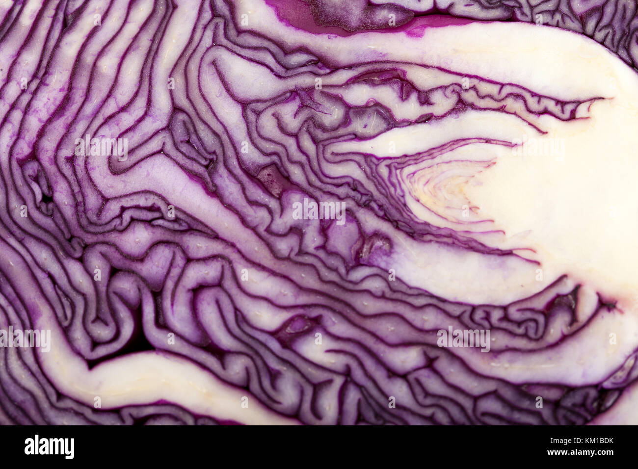 Red Cabbage cross section on White Background Stock Photo - Alamy