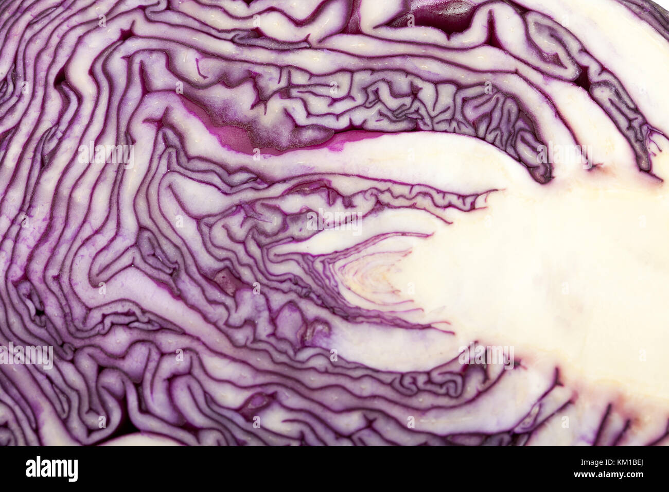 Red Cabbage cross section on White Background Stock Photo - Alamy