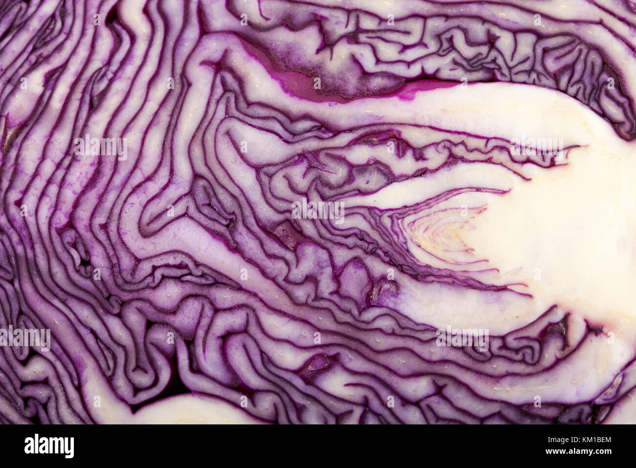 Red Cabbage cross section on White Background Stock Photo - Alamy