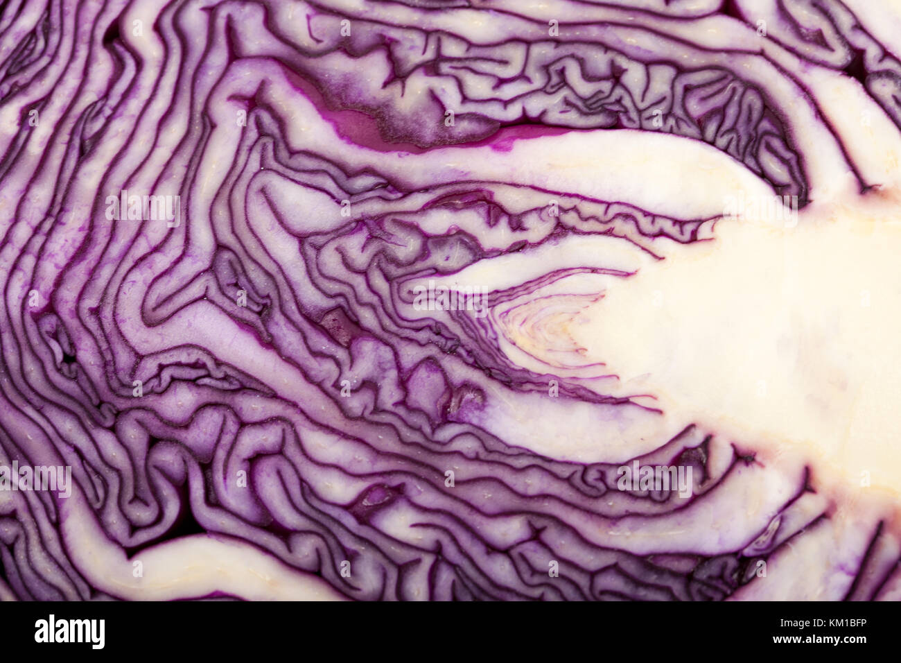 Red Cabbage cross section on White Background Stock Photo - Alamy