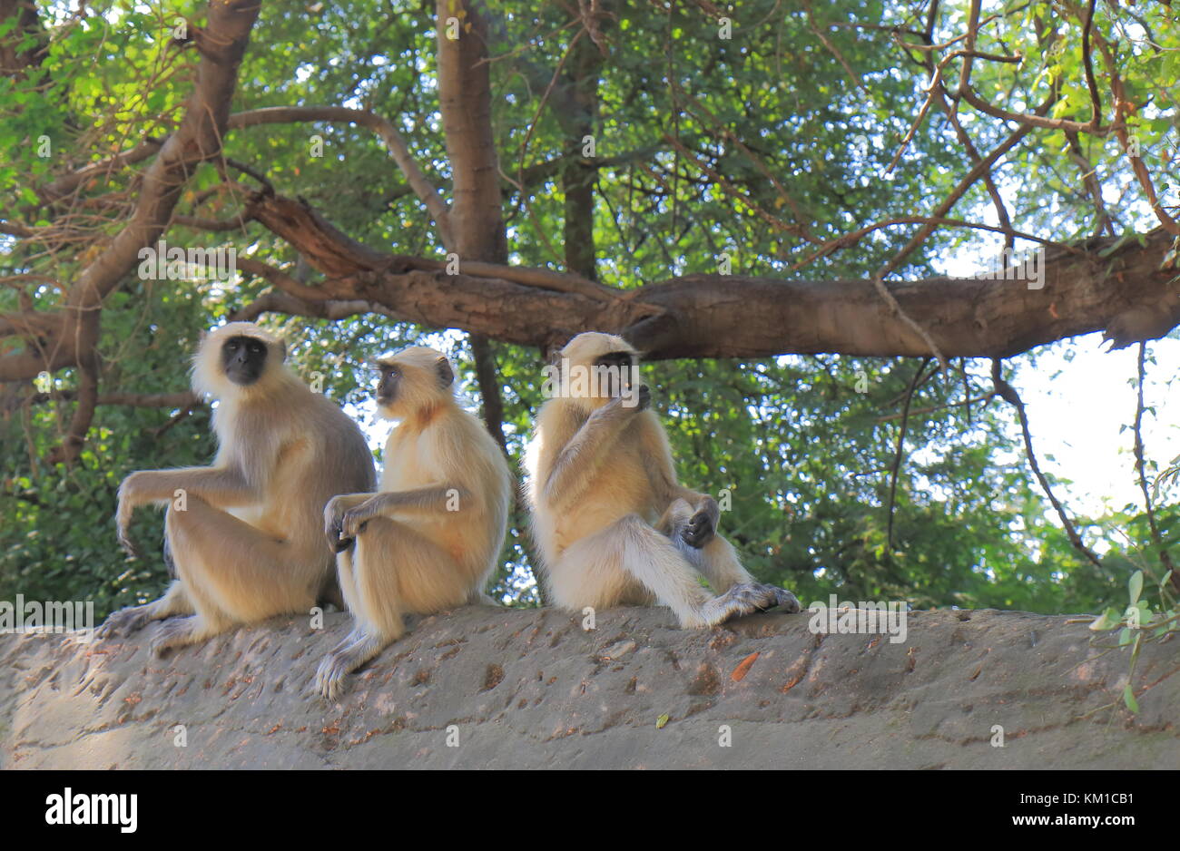 Indian wild monkey hi-res stock photography and images - Alamy