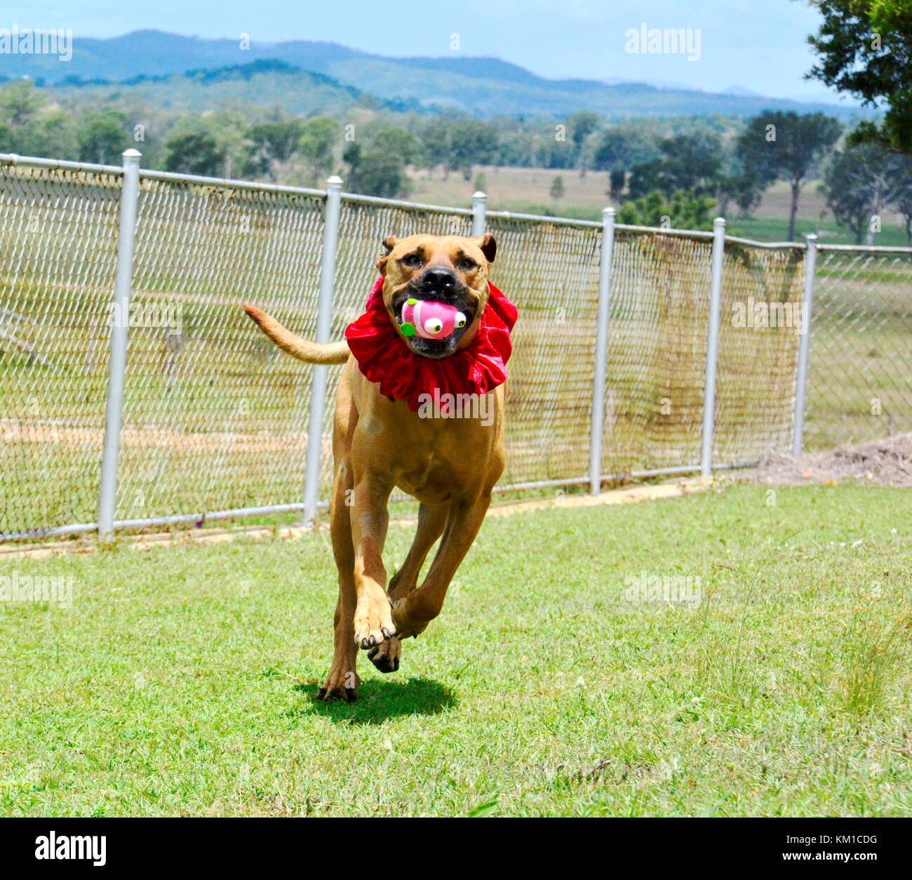 Gold ball dress hi-res stock photography and images - Alamy