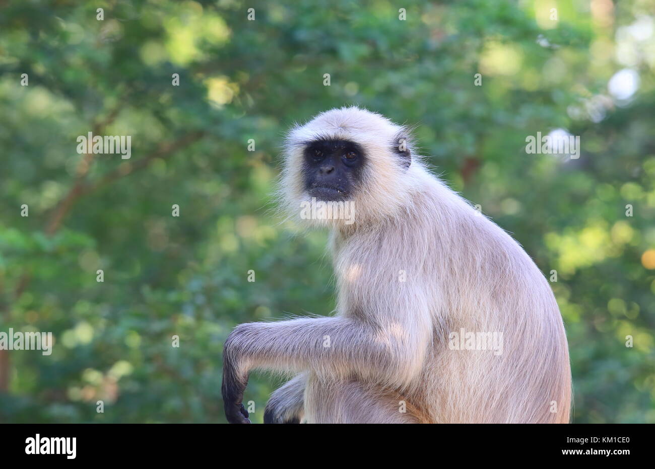 Wild monkey Udaipur India Stock Photo - Alamy
