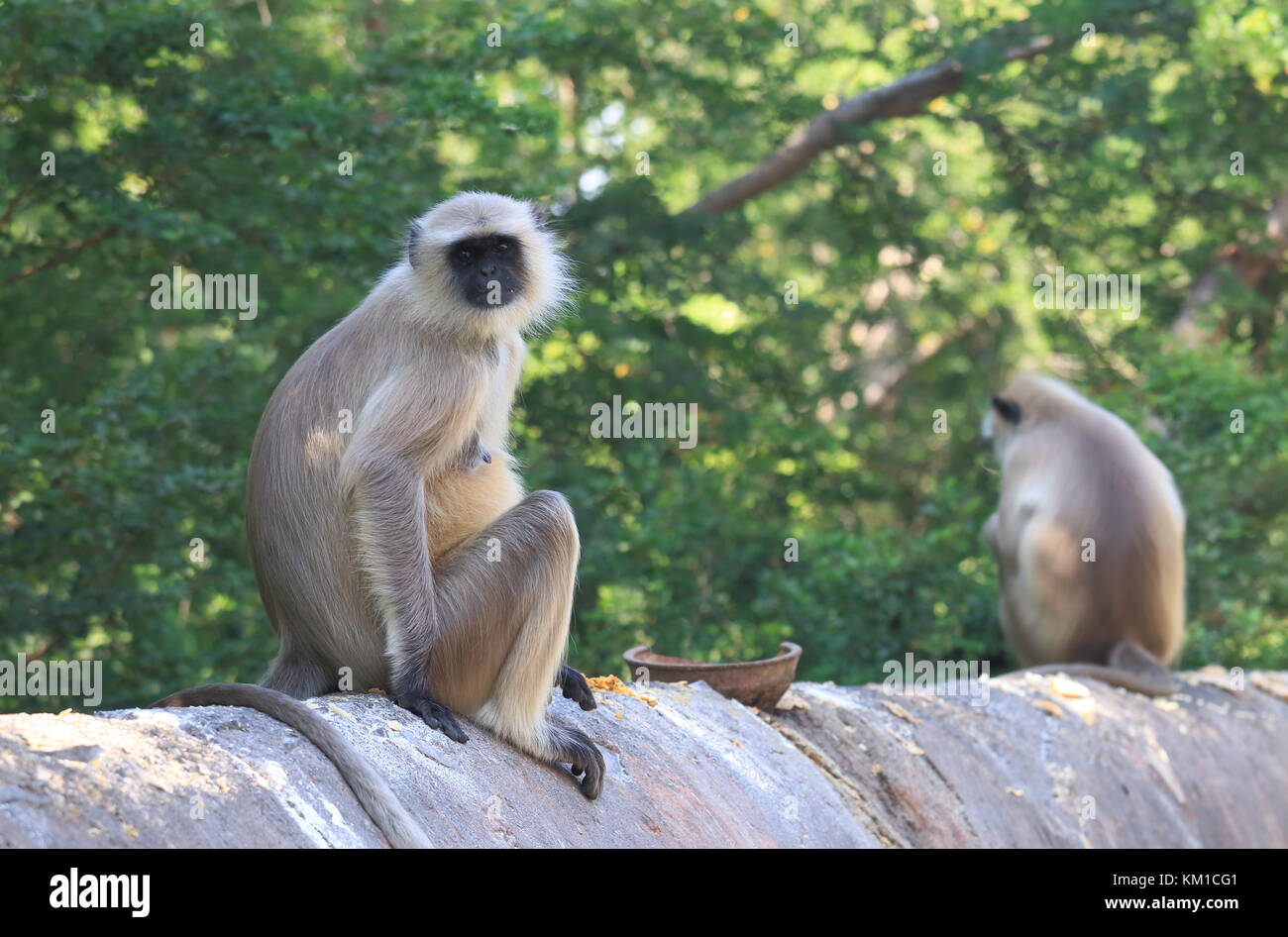 Asian monkey hi-res stock photography and images - Alamy