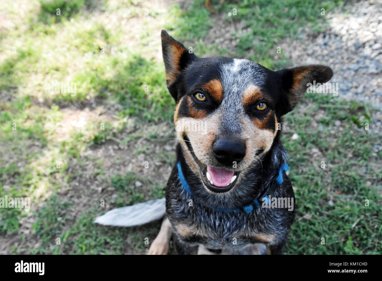 AUSTRALIAN CATTLE DOGS, OUR BEST MATES Stock Photo - Alamy