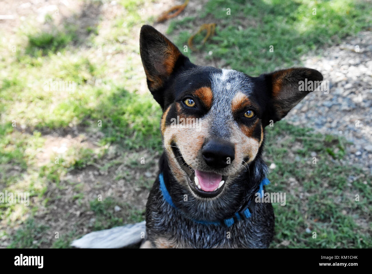 AUSTRALIAN CATTLE DOGS, OUR BEST MATES Stock Photo - Alamy