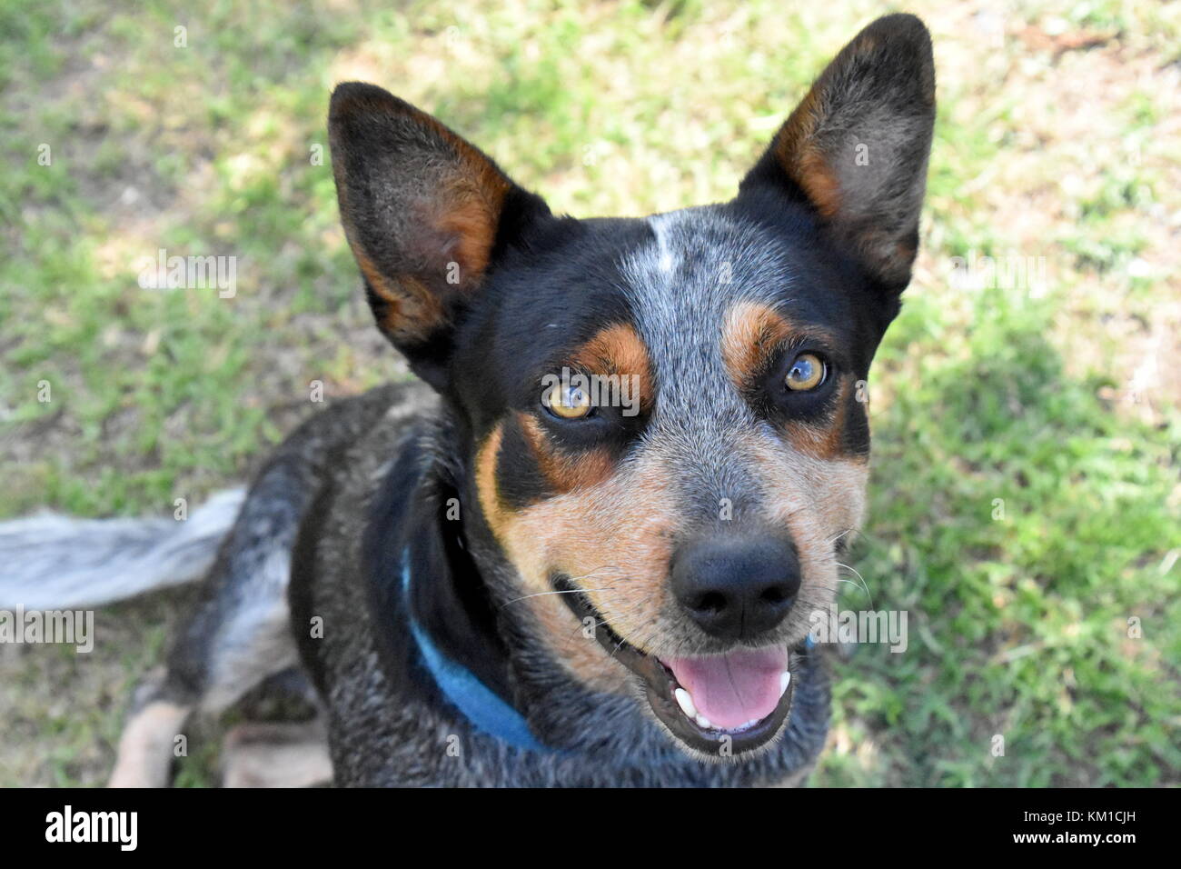 AUSTRALIAN CATTLE DOGS, OUR BEST MATES Stock Photo - Alamy