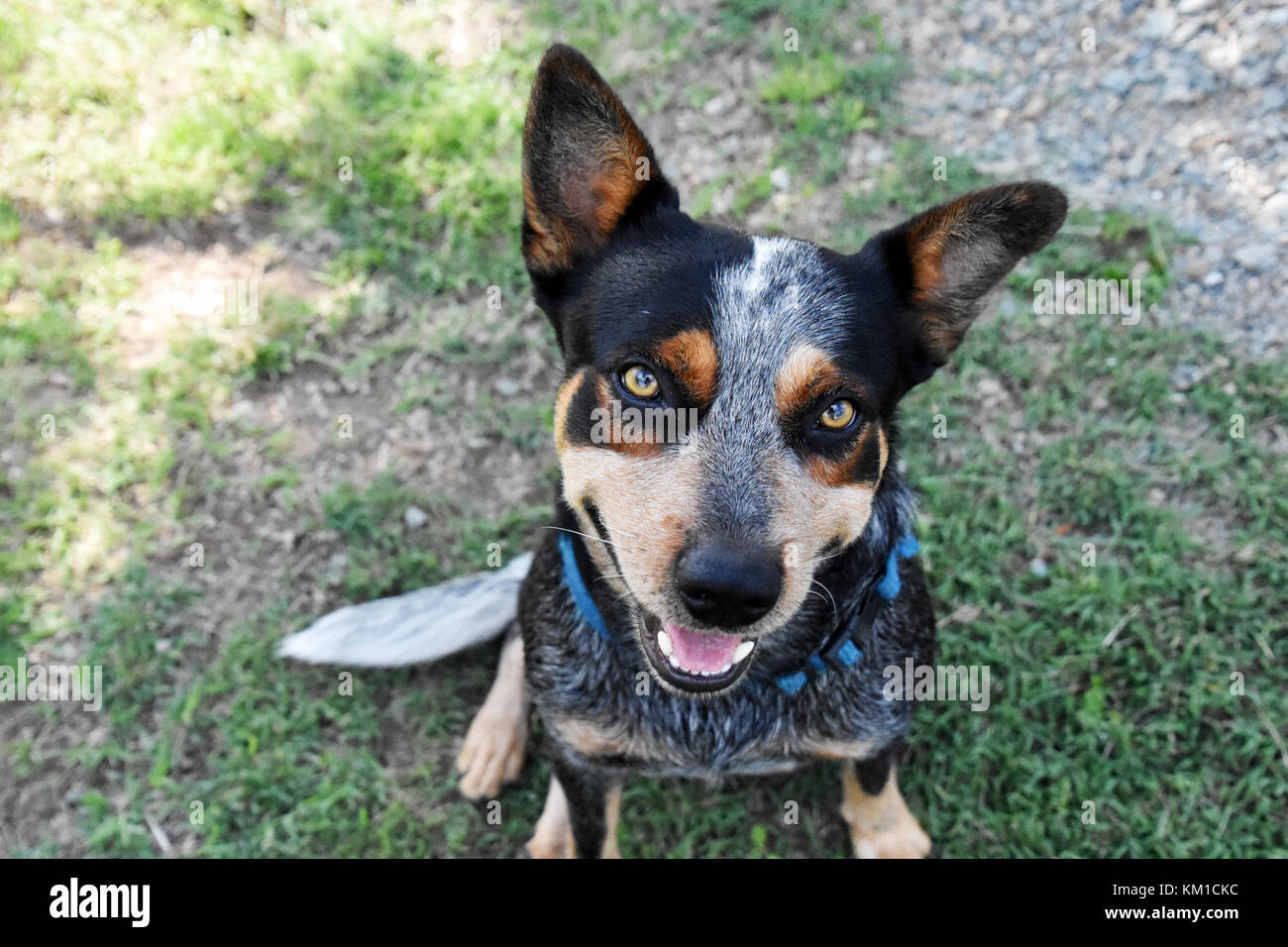 AUSTRALIAN CATTLE DOGS, OUR BEST MATES Stock Photo - Alamy