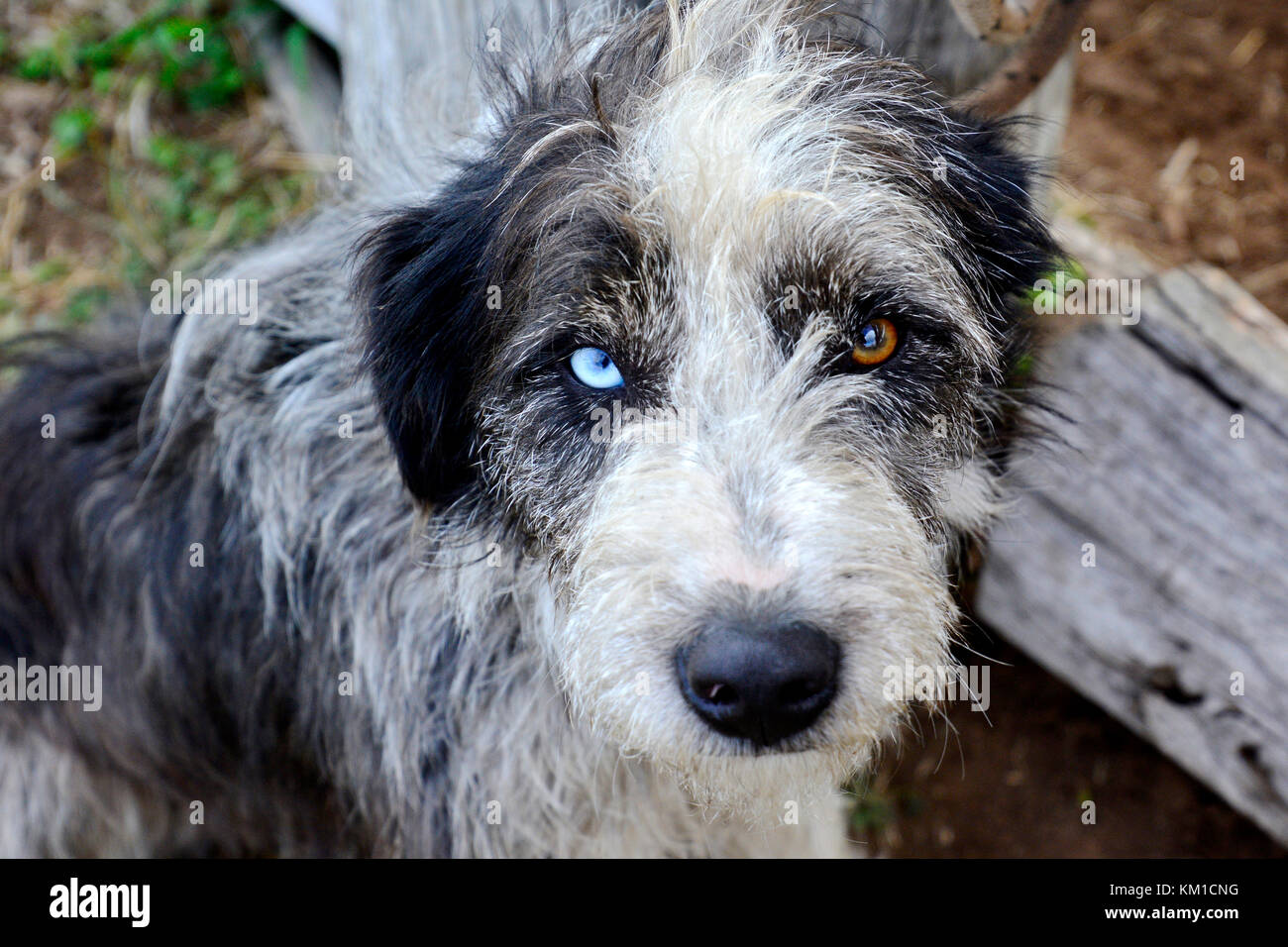 AUSTRALIAN CATTLE DOGS, OUR BEST MATES Stock Photo - Alamy
