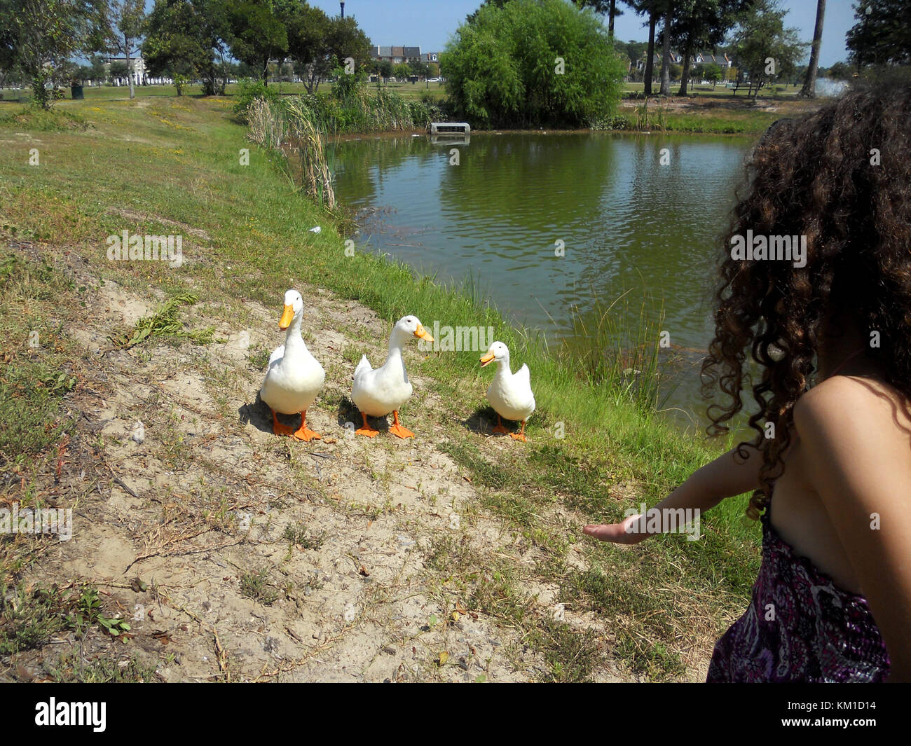 Little girl trying to lure ducks to get closer Stock Photo - Alamy