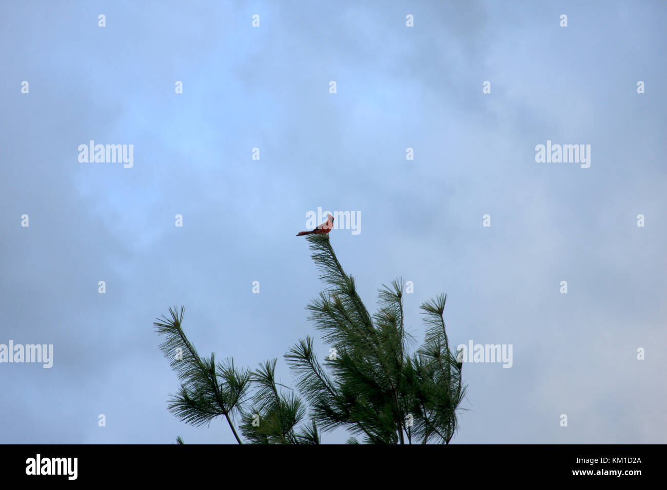 Cardinal wild pine hi-res stock photography and images - Alamy