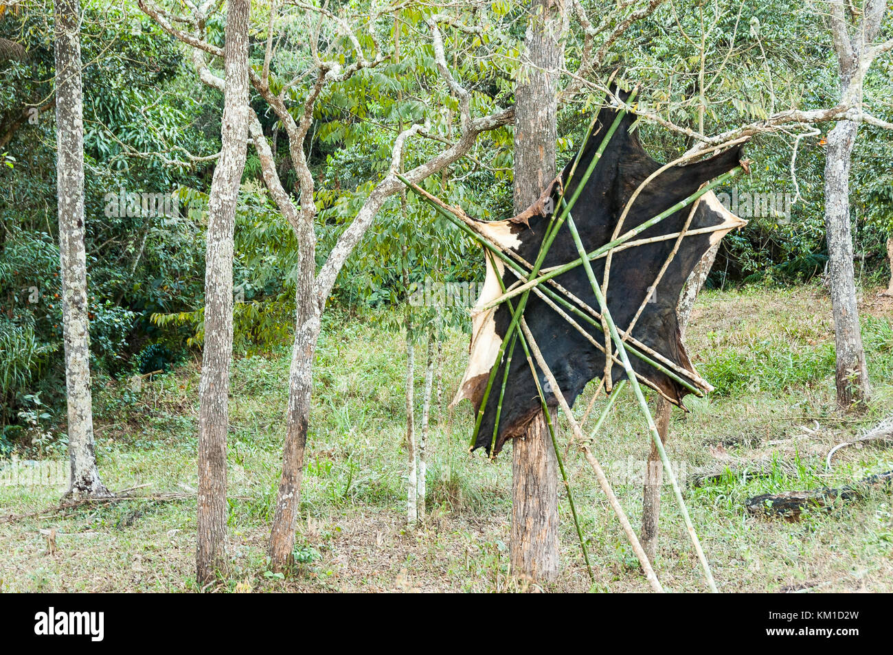 Cow hide stretched with bamboo rods left to dry on open air in a small ...