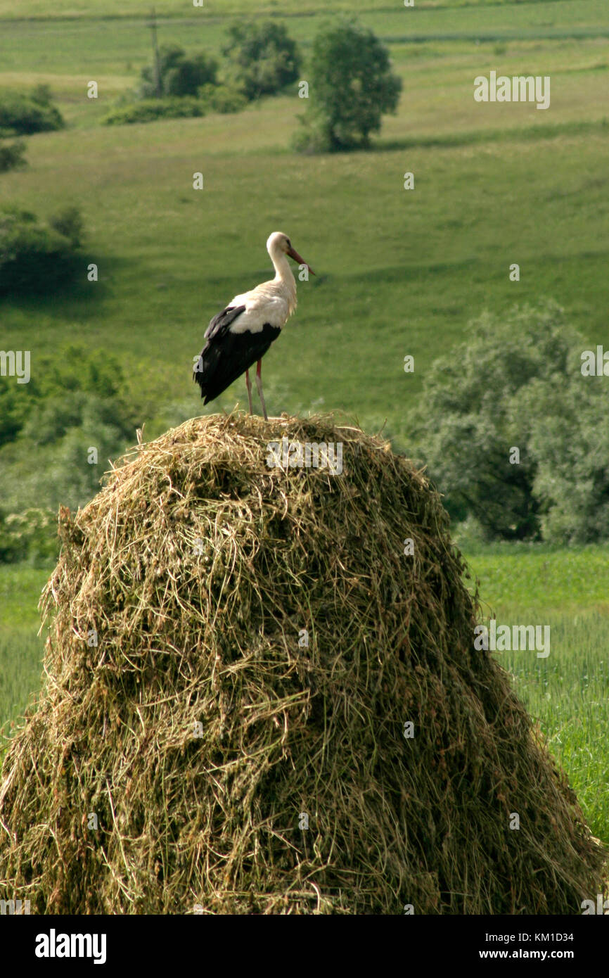 White storks on top of haystacks in Romania Stock Photo - Alamy
