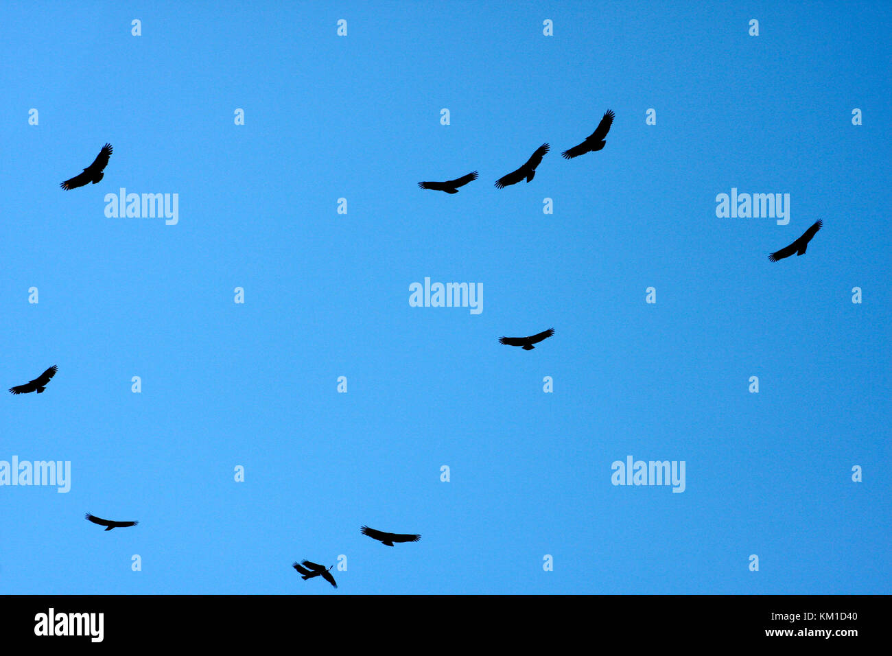 Turkey vultures in flight Stock Photo - Alamy