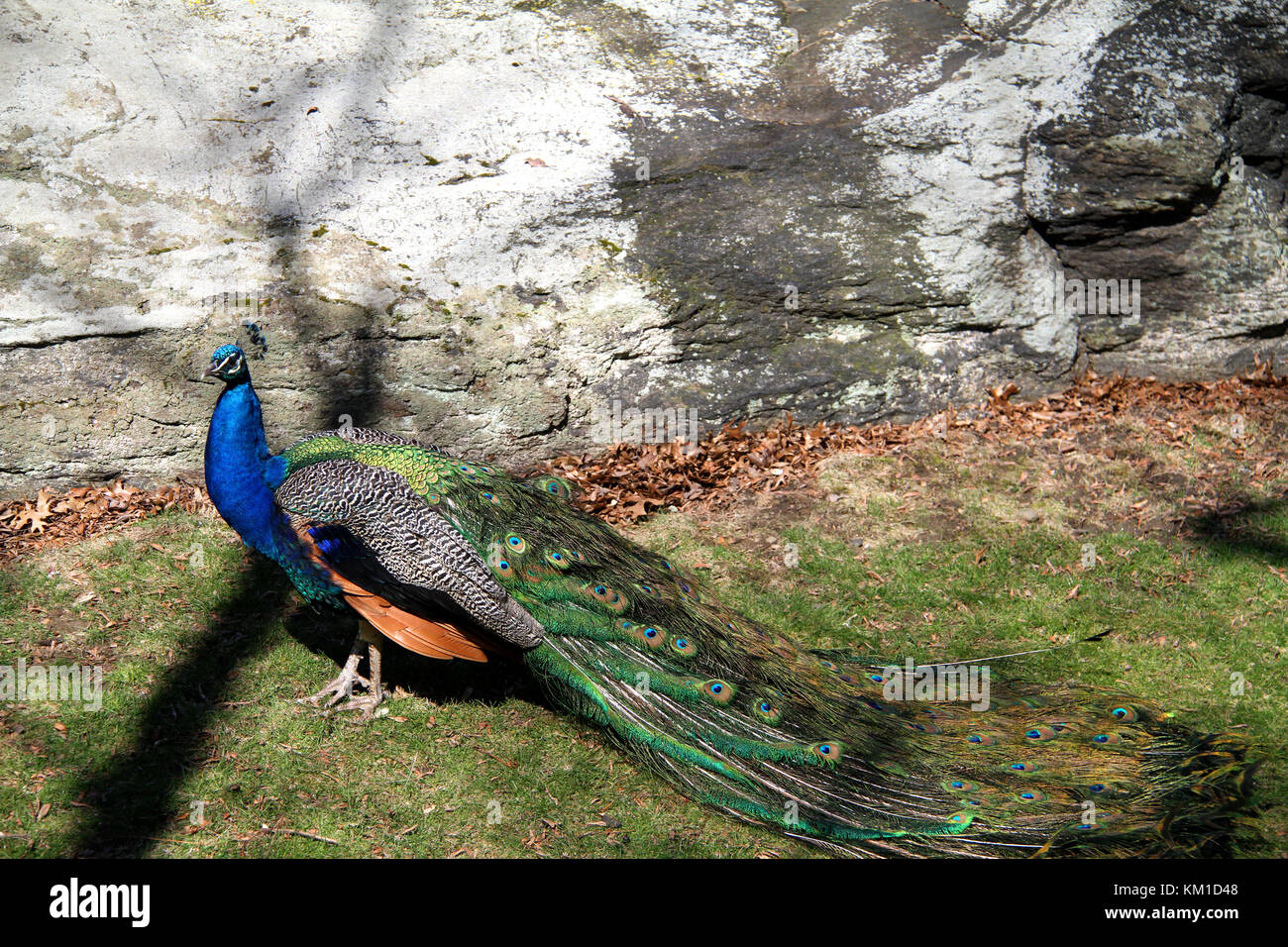 Male peacock tail hi-res stock photography and images - Alamy