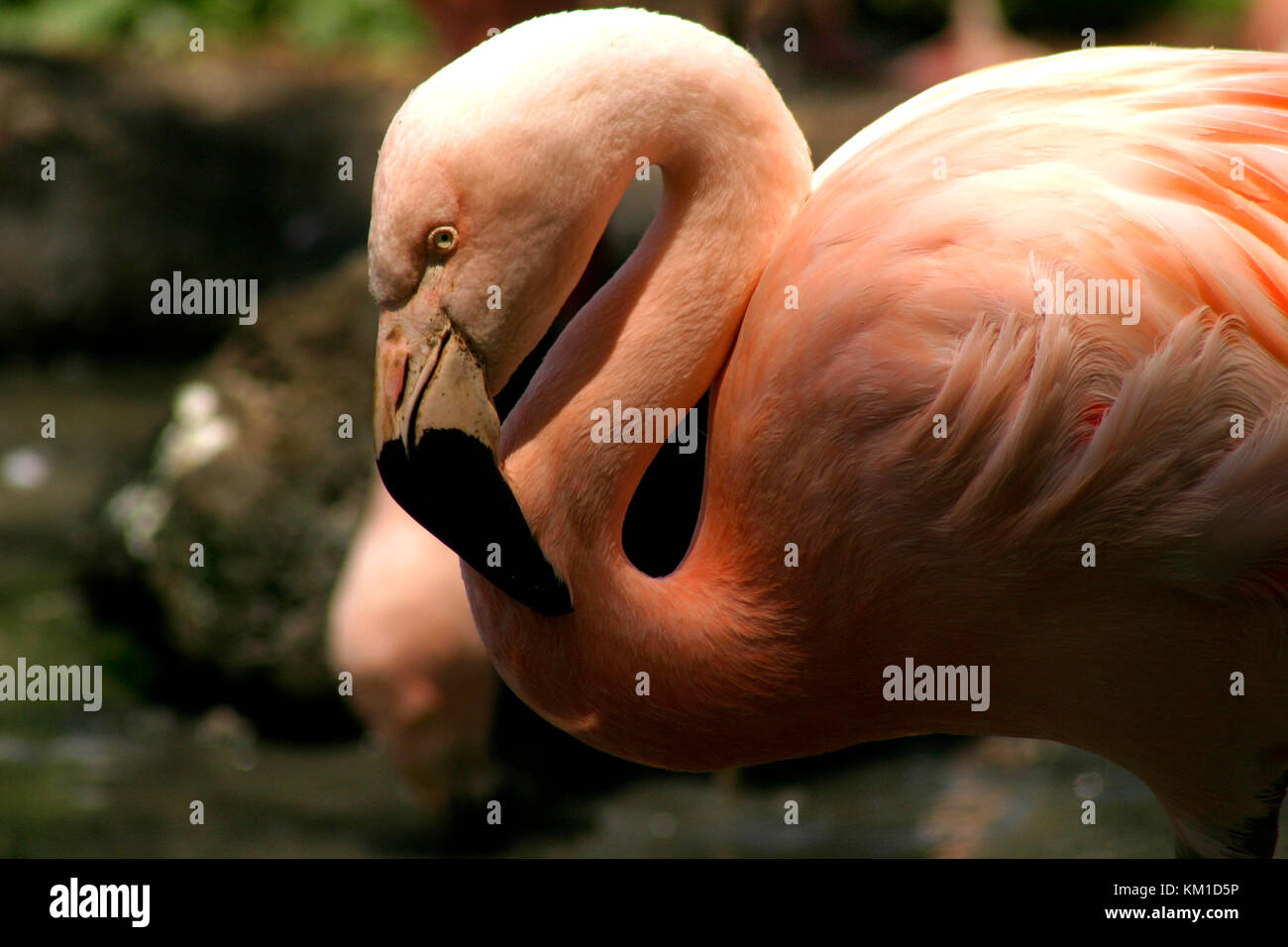 Flamingos in captivity Stock Photo - Alamy