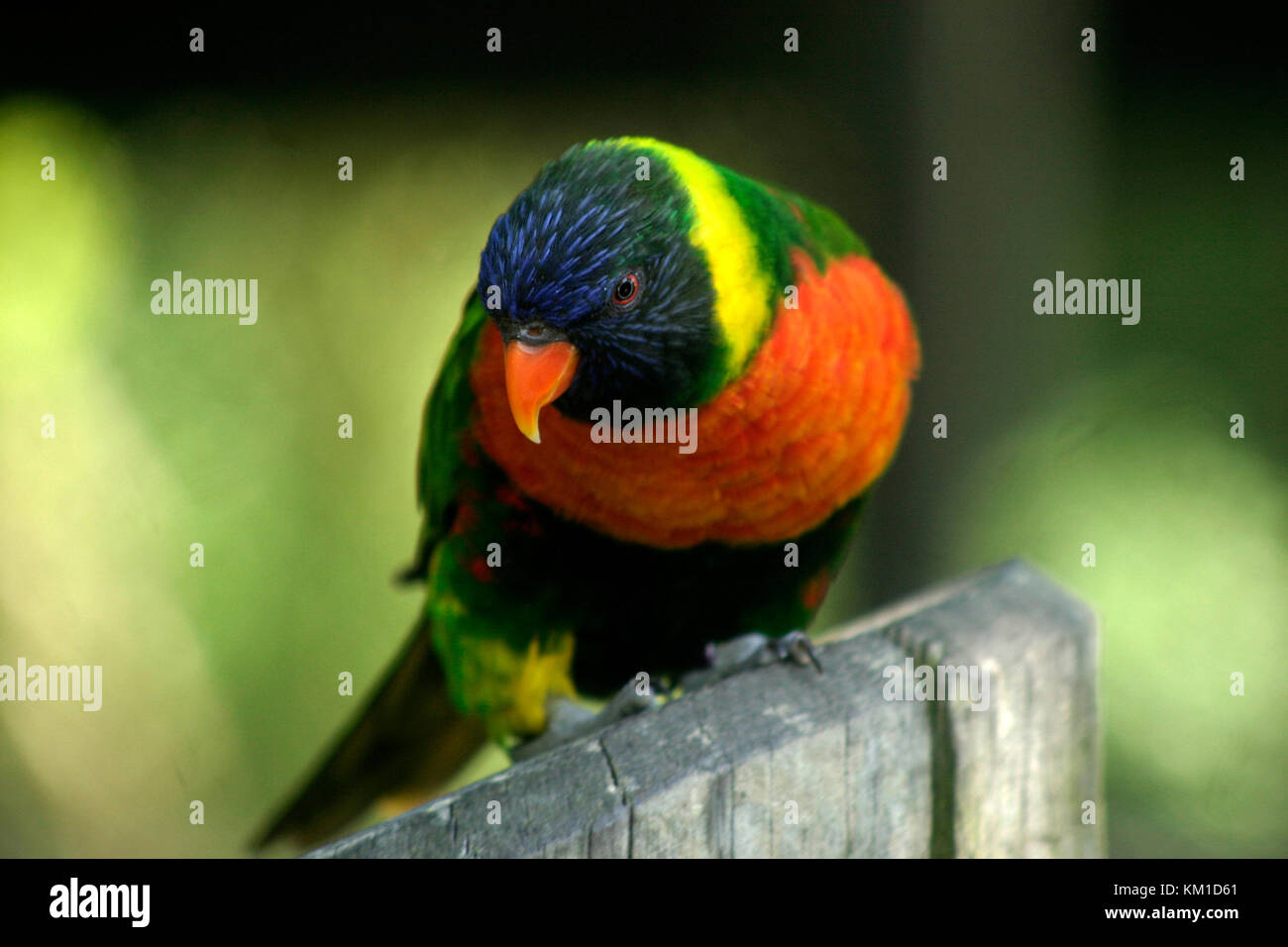 Close-up of a rainbow lorikeet Stock Photo - Alamy