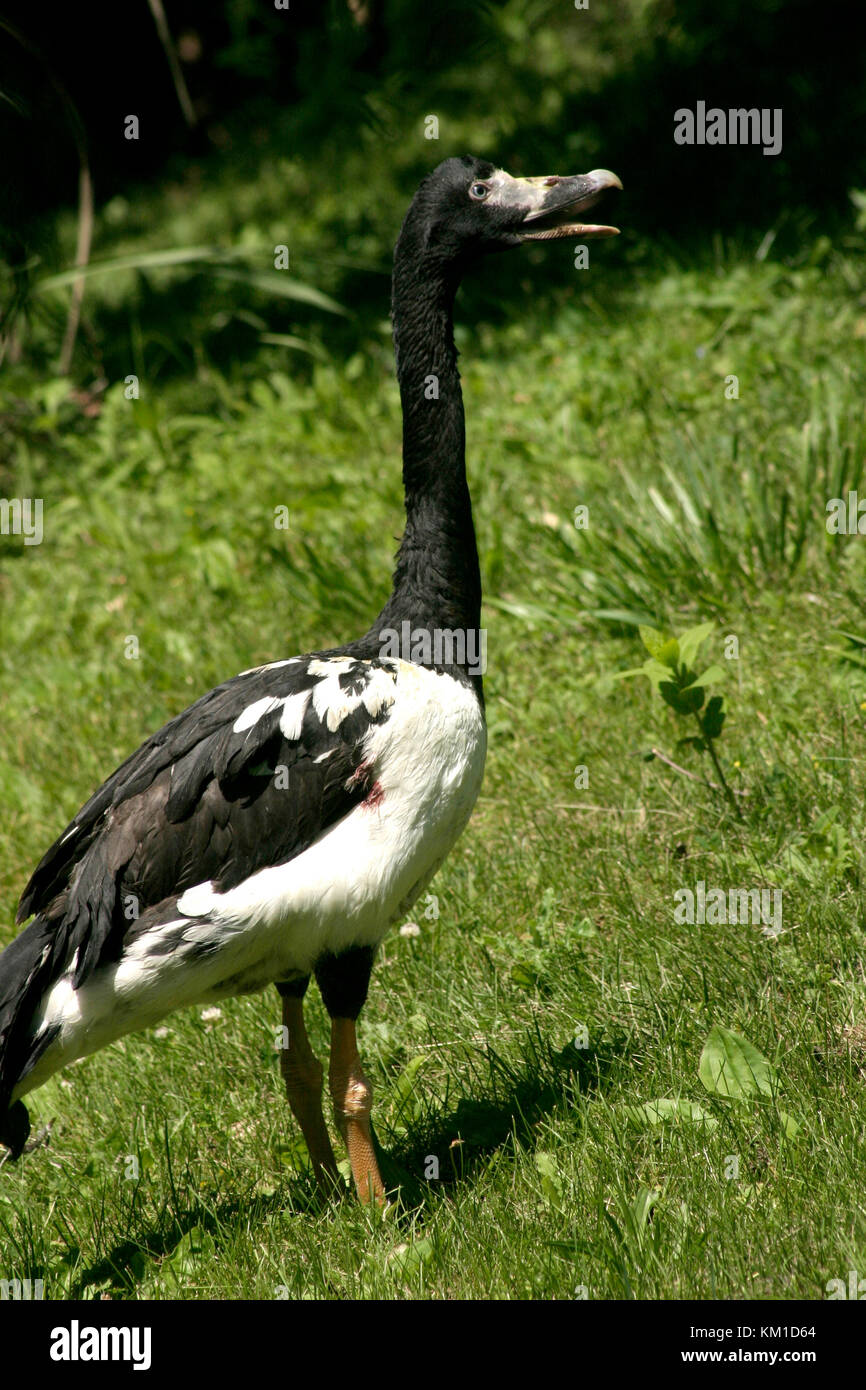 Magpie Goose on land Stock Photo - Alamy