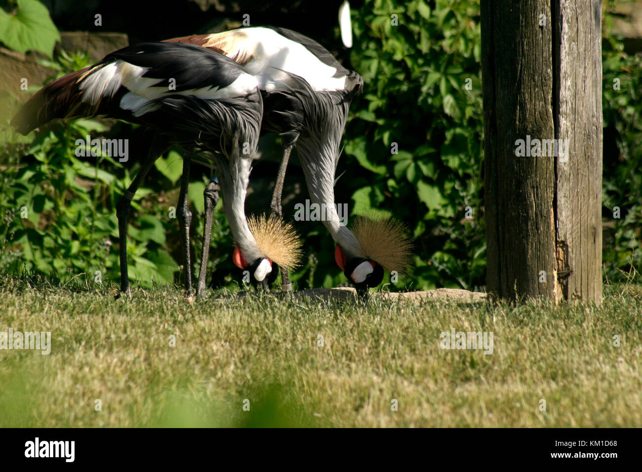 Grey crowned cranes eating Stock Photo - Alamy