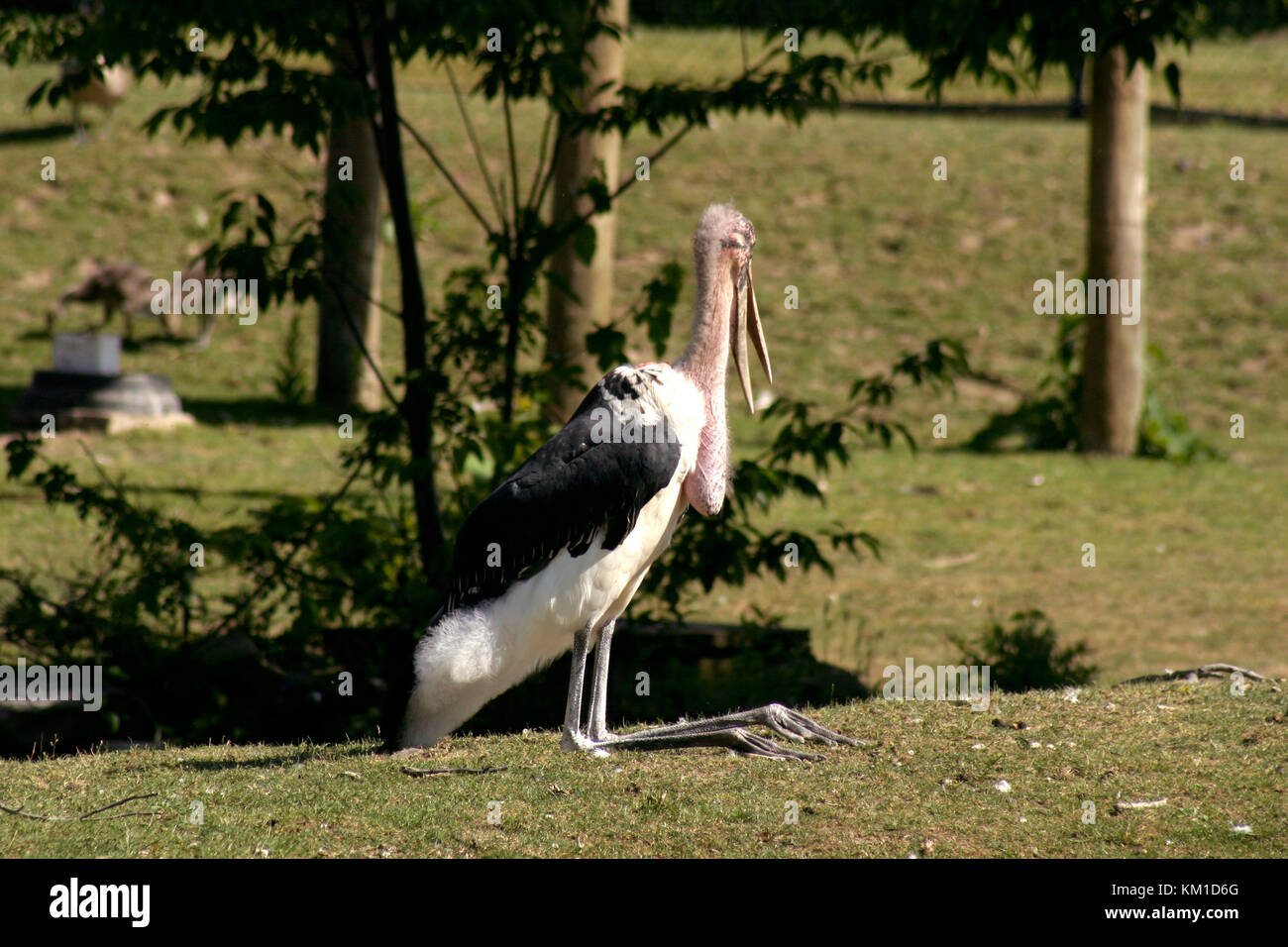 Largest african stork hi-res stock photography and images - Alamy