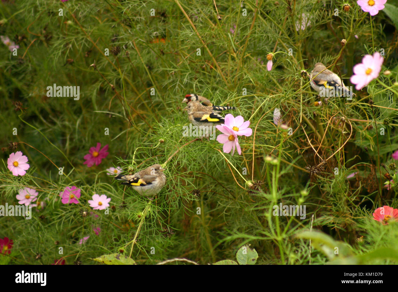 Finch romania hi-res stock photography and images - Alamy