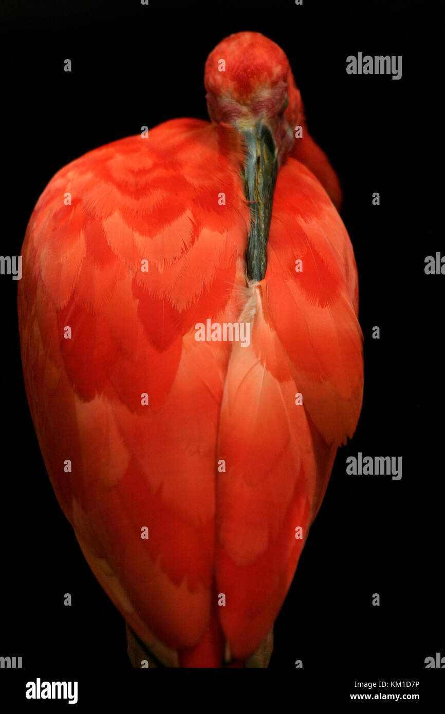 Scarlet ibis head hi-res stock photography and images - Alamy