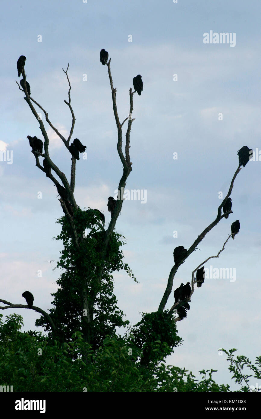 Turkey vultures on tree branches Stock Photo - Alamy