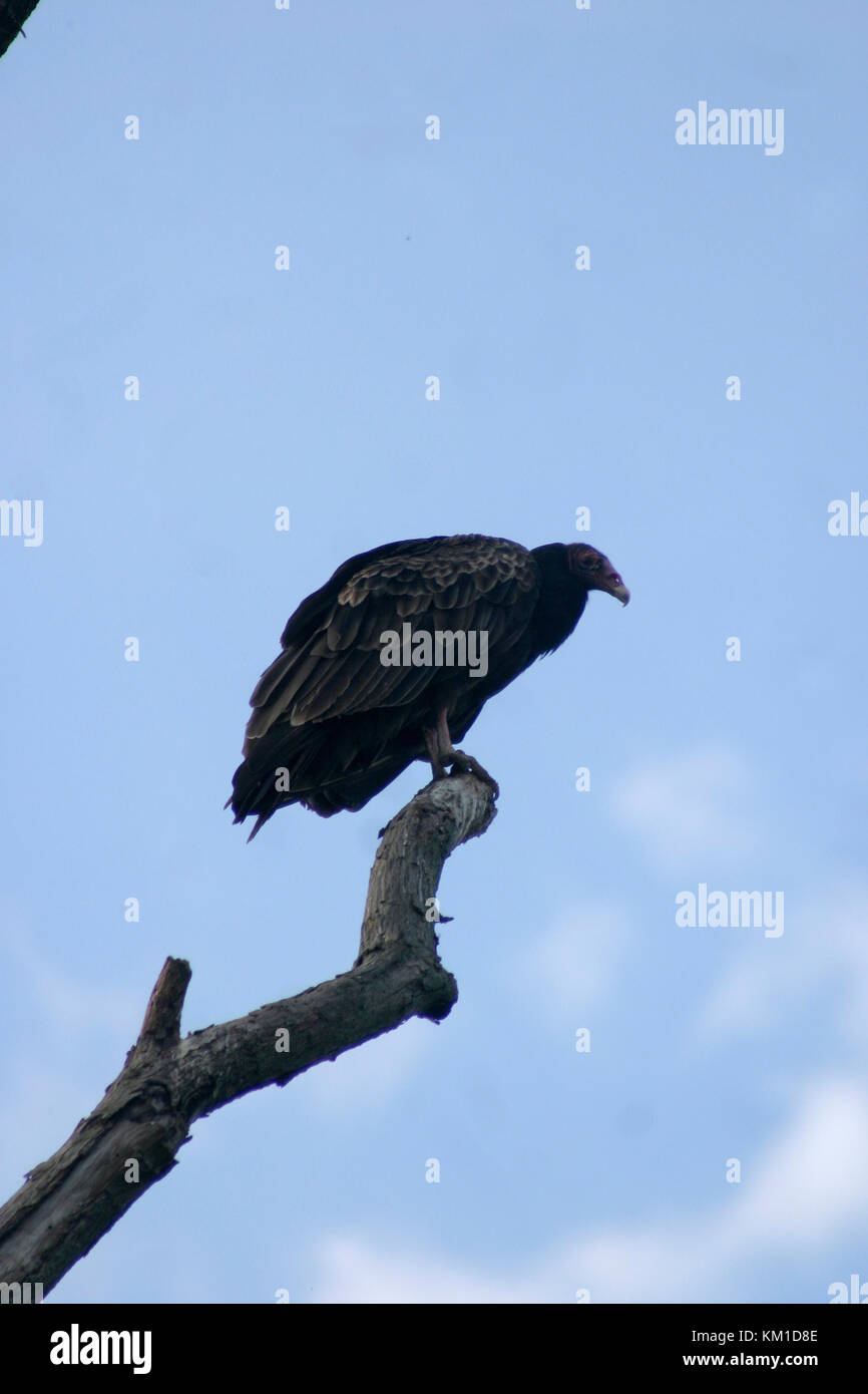 Vultures on branch hi-res stock photography and images - Alamy
