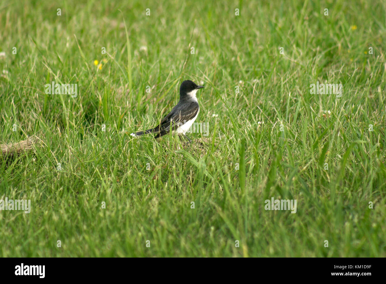 North american kingbird hi-res stock photography and images - Alamy