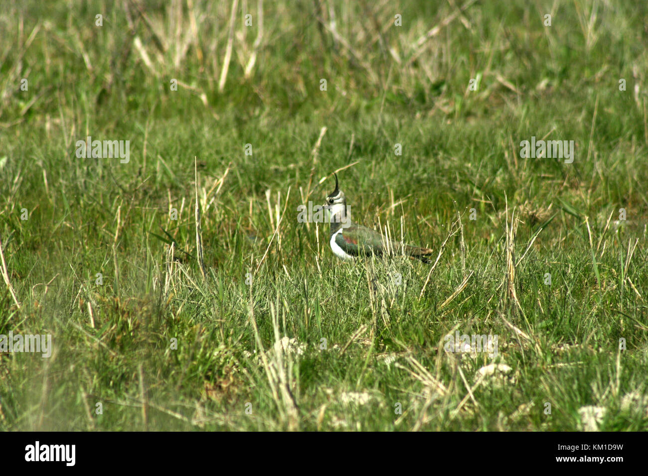 Green plover/ lapwing on land Stock Photo - Alamy