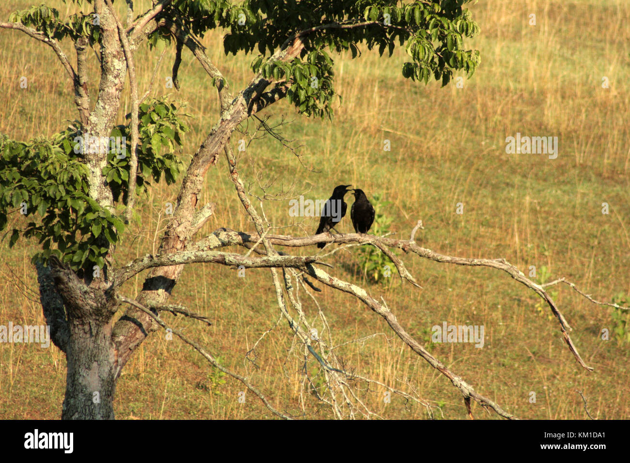 Pair of crows on tree branch Stock Photo - Alamy