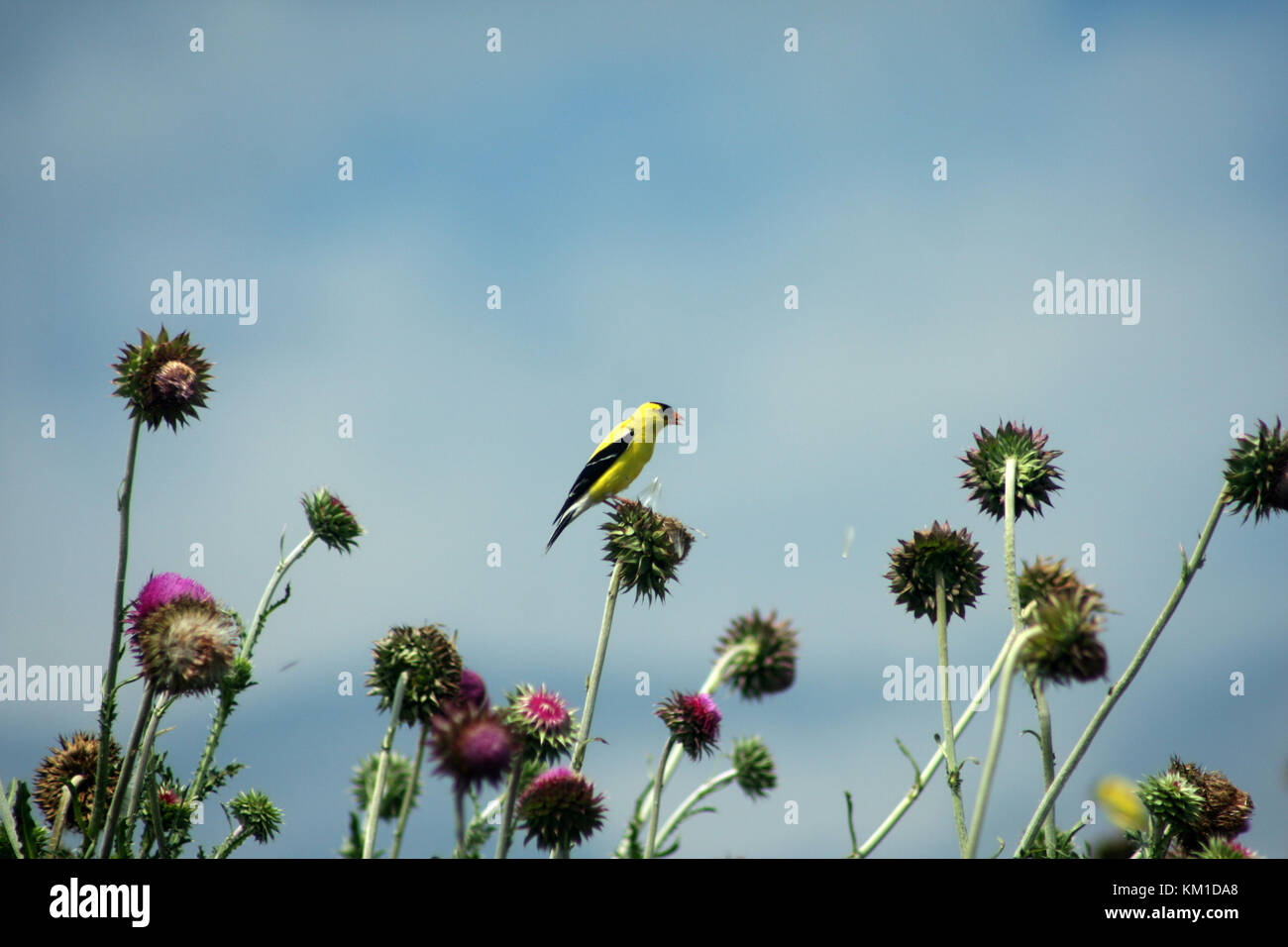 American goldfinch feeding on milk-thistle seeds Stock Photo - Alamy