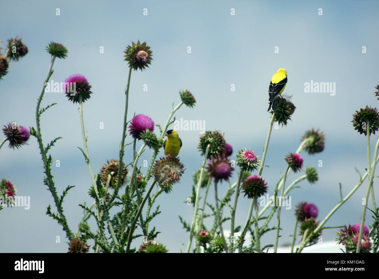 American goldfinch feeding on milk-thistle seeds Stock Photo - Alamy
