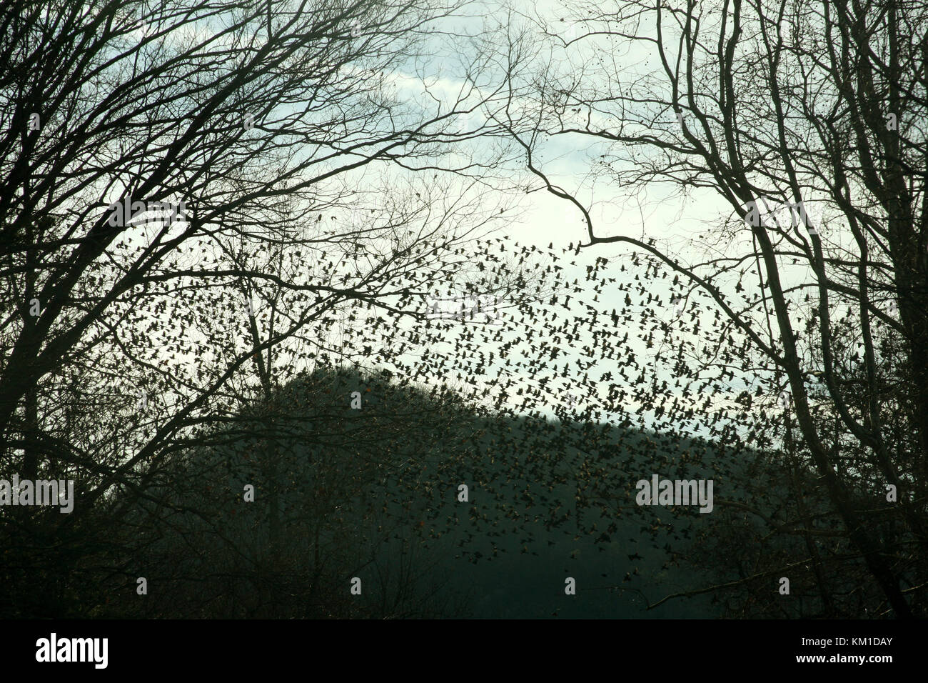 Large flock of grackles in flight in wintertime Stock Photo - Alamy