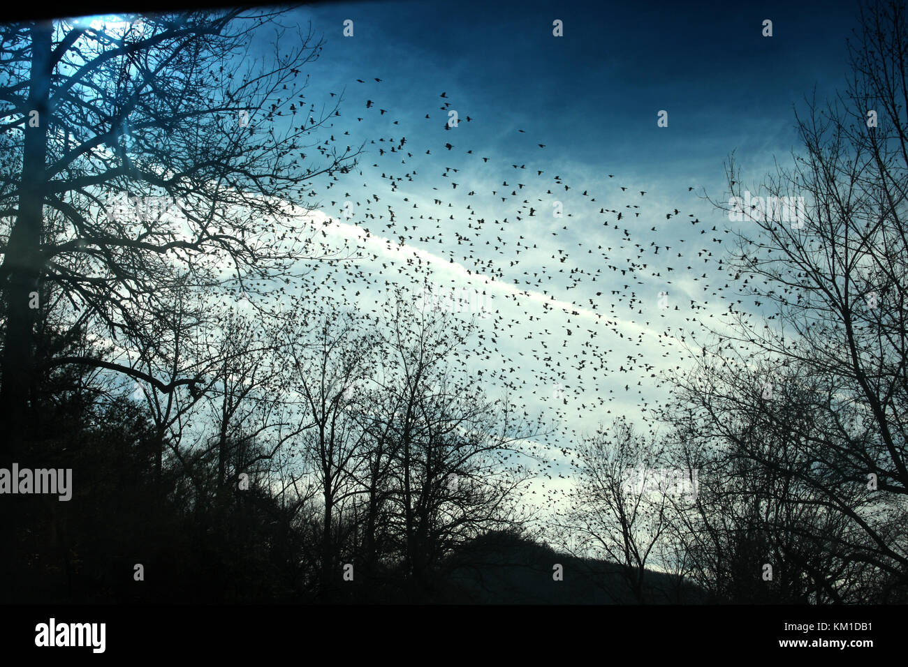 Grackles hi-res stock photography and images - Alamy