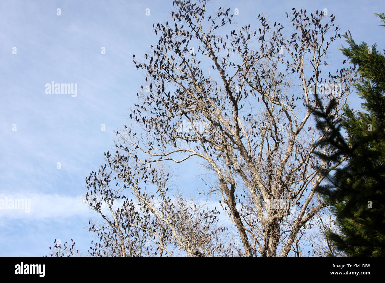Large flock of grackles in flight in wintertime Stock Photo - Alamy