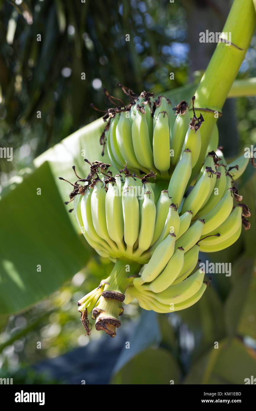 Fresh green banana fruits on a tree plantation Stock Photo - Alamy