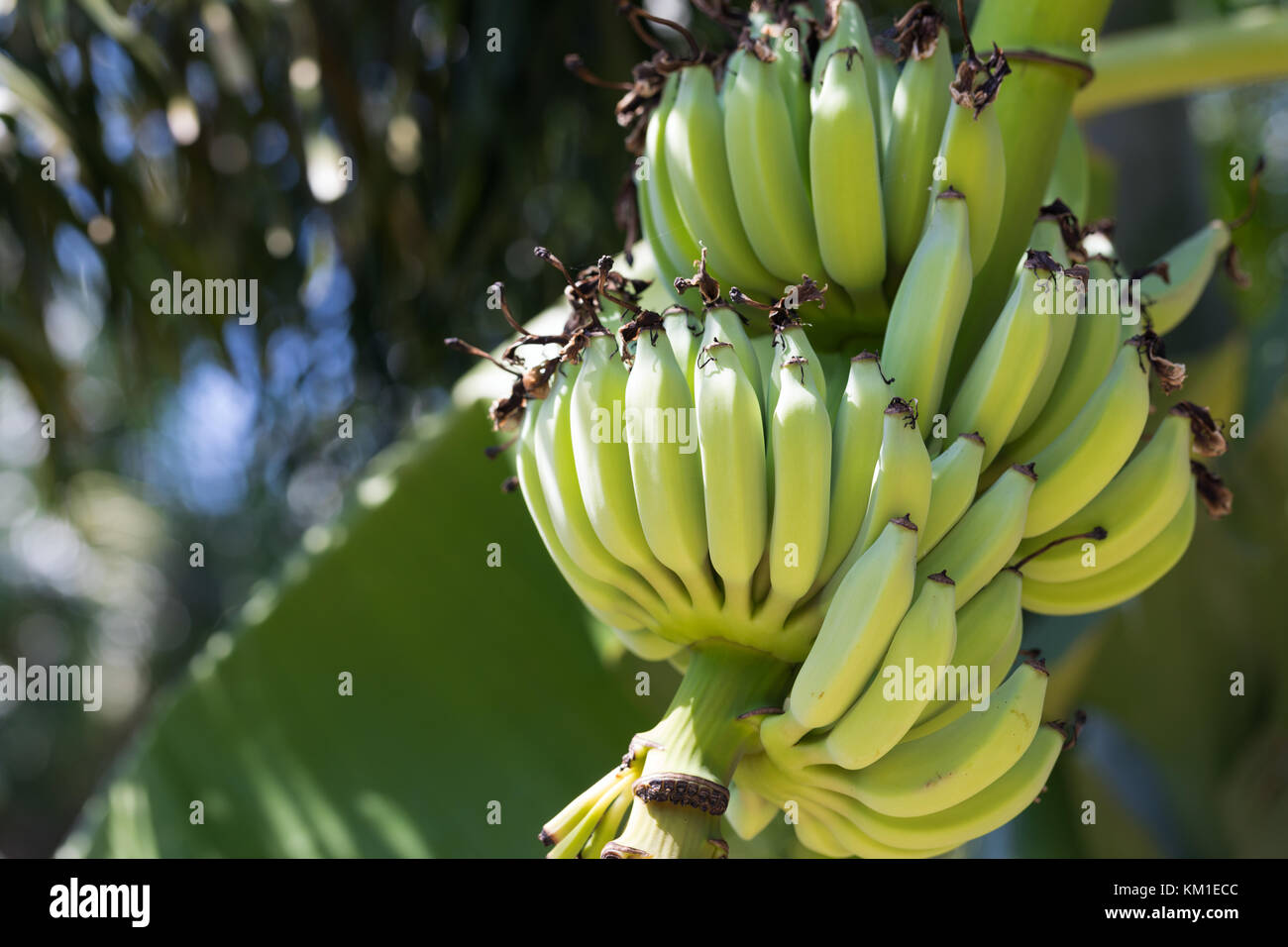 Fresh green banana fruits on a tree plantation Stock Photo - Alamy