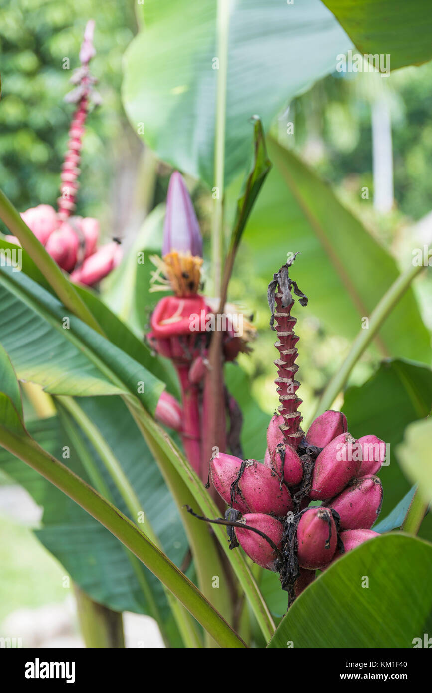 Plant from jungle. Amazonia, Ecuador Stock Photo - Alamy