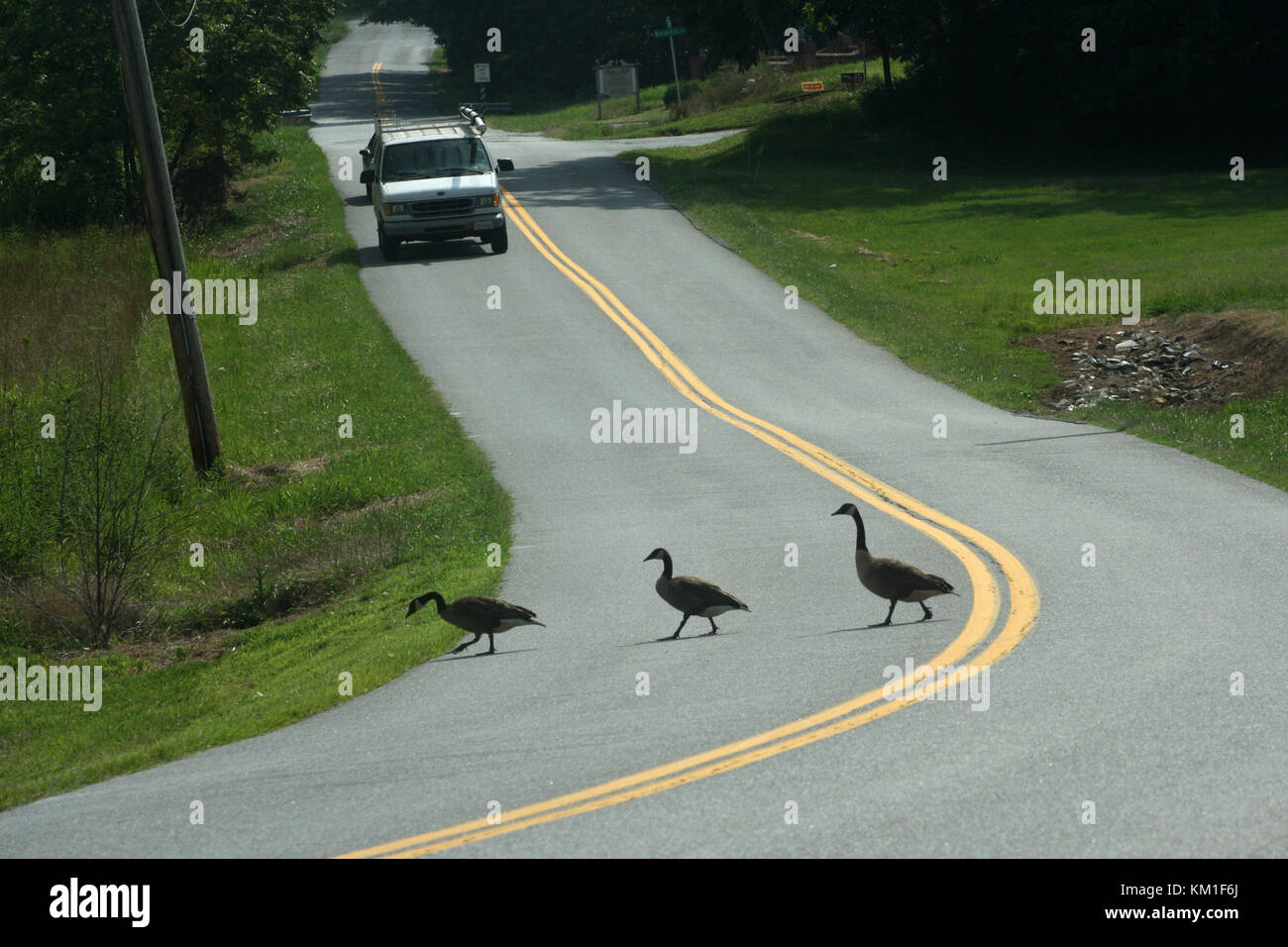 Canada geese crossing road hi-res stock photography and images - Alamy
