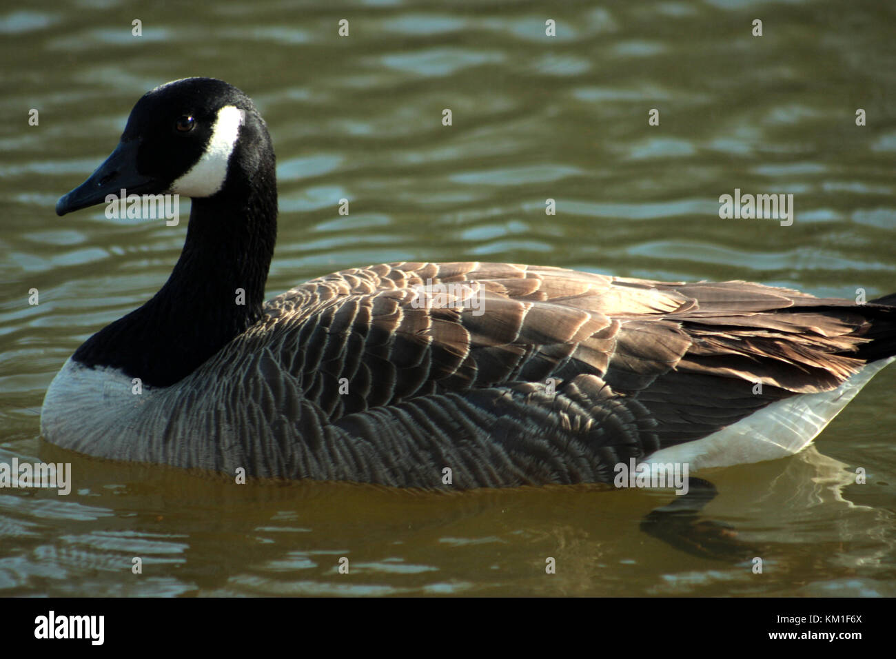 Canada goose on water Stock Photo - Alamy