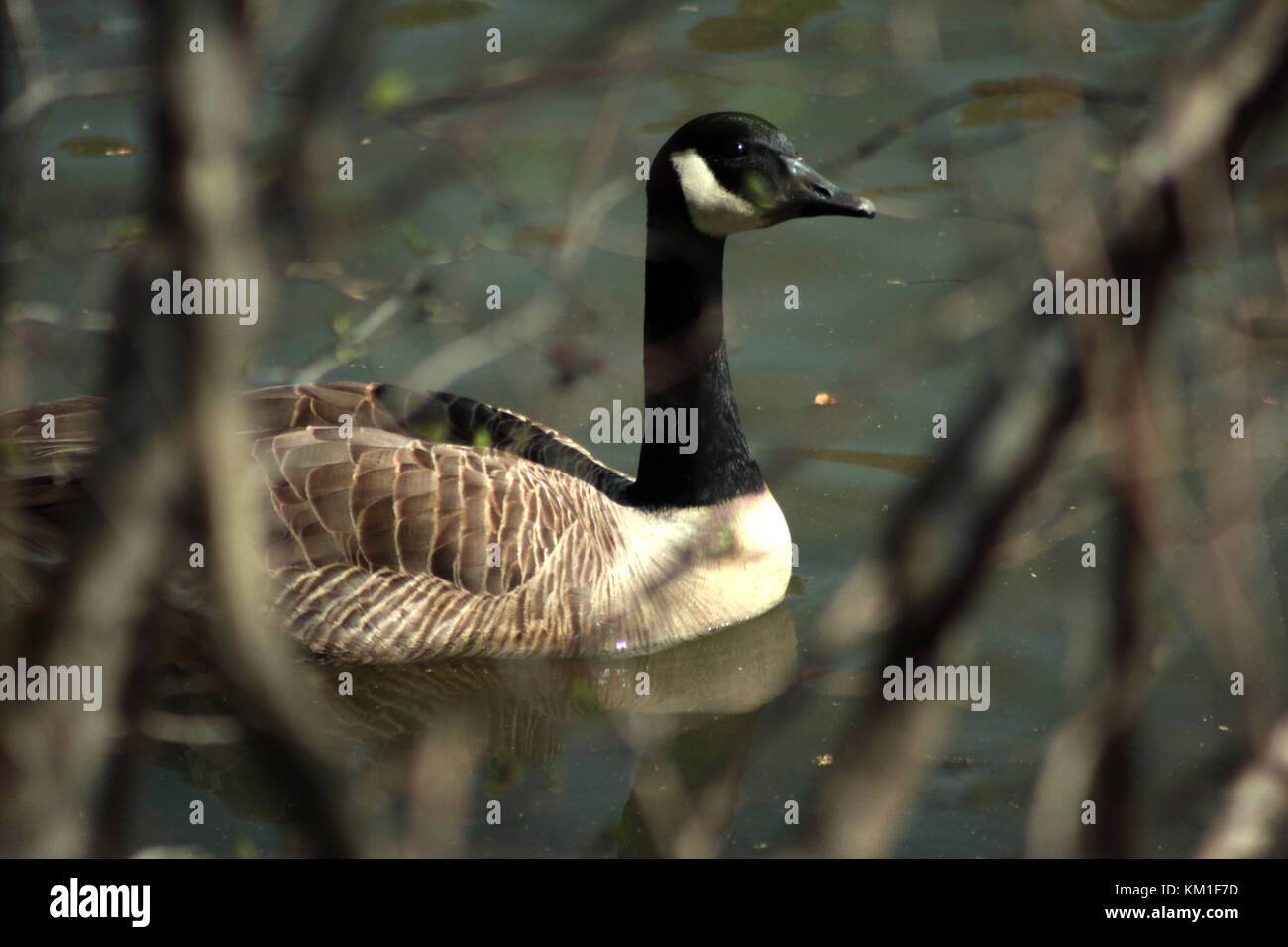 Canada goose on water Stock Photo - Alamy
