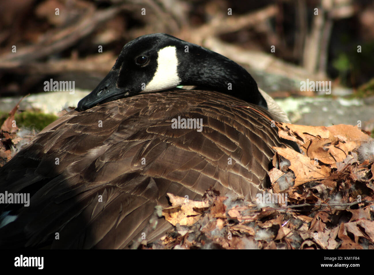 Canada goose nesting Stock Photo - Alamy