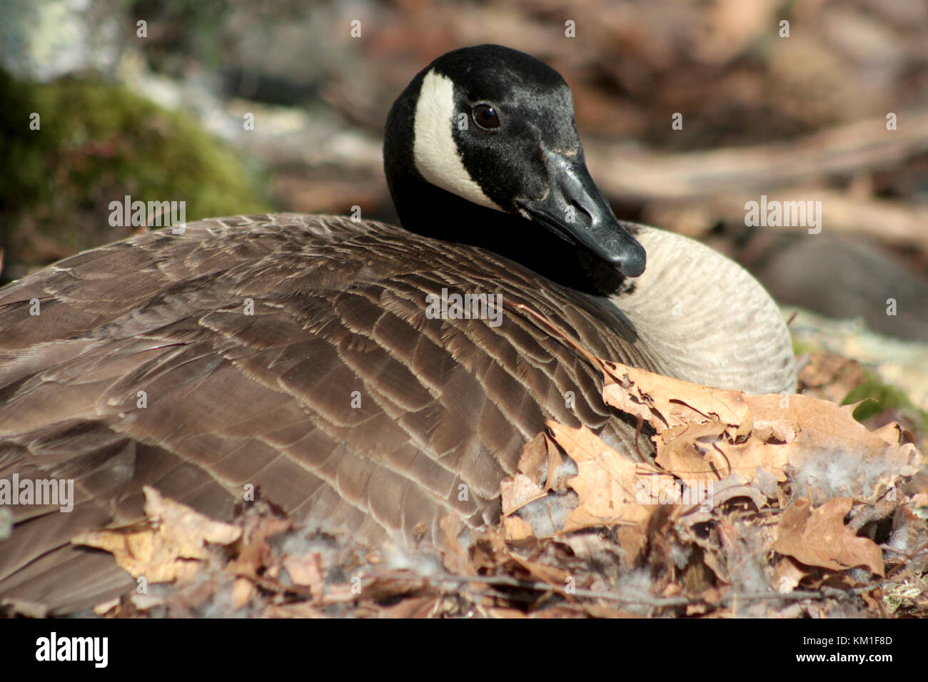 Canada goose nesting Stock Photo - Alamy
