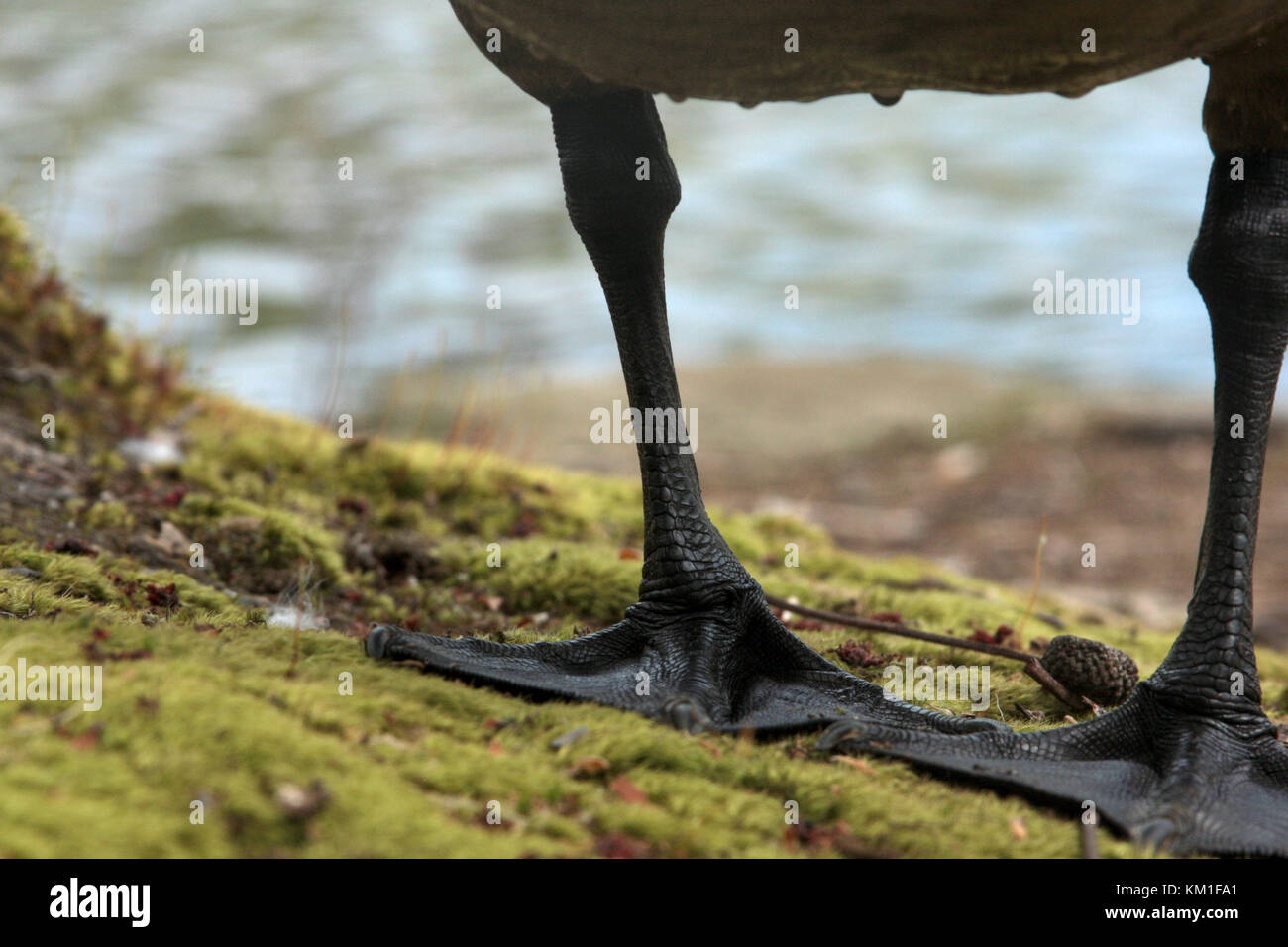 Webbed feet geese hi-res stock photography and images - Alamy