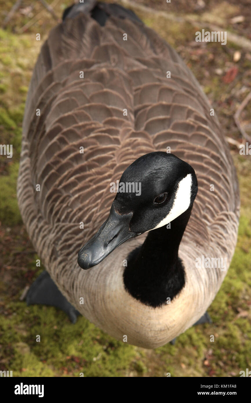 Close up of Canada goose Stock Photo - Alamy
