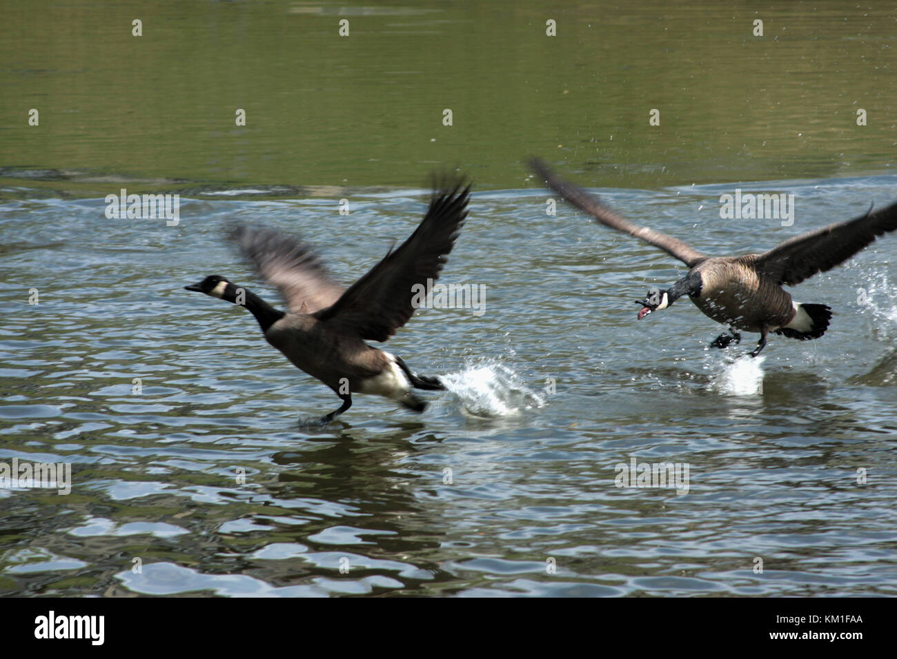 Canada geese in conflict Stock Photo - Alamy