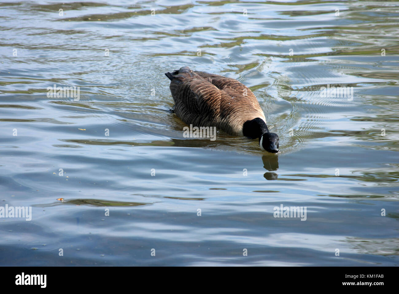 Canada goose aggressive hi-res stock photography and images - Alamy