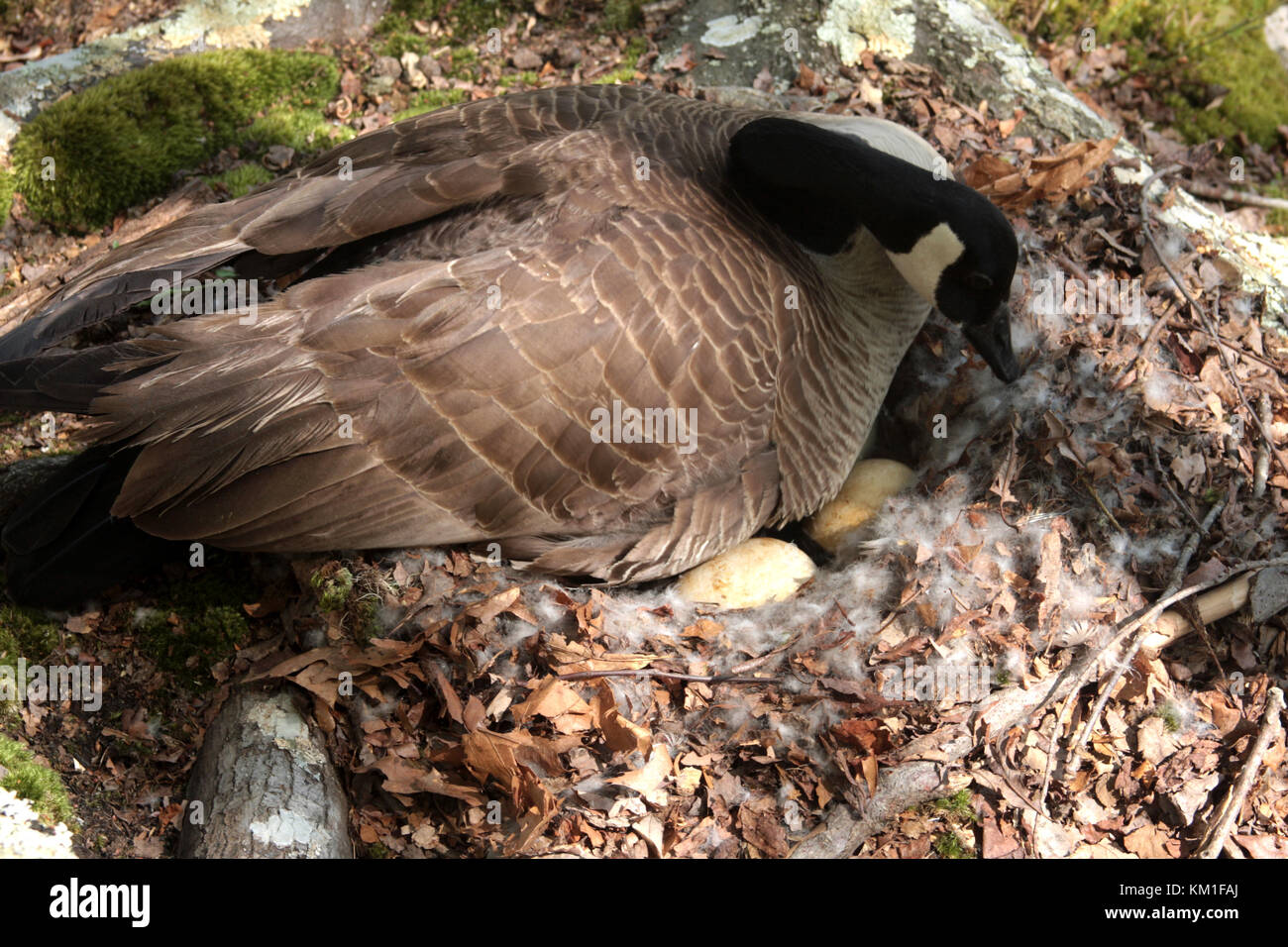 Goose nesting hi-res stock photography and images - Alamy